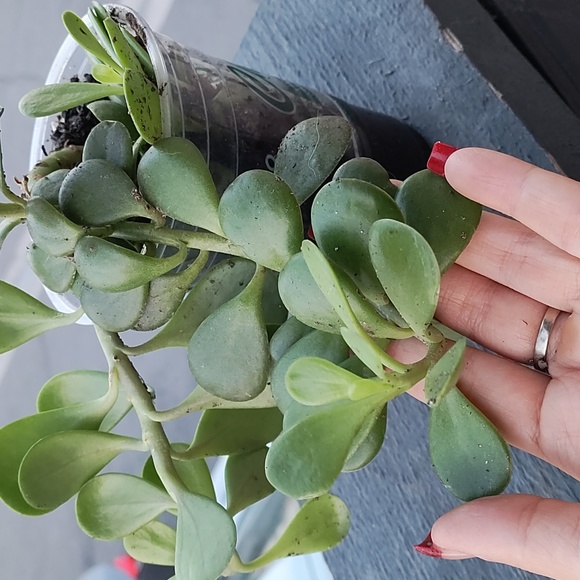 Other | Trailing Jade | Poshmark